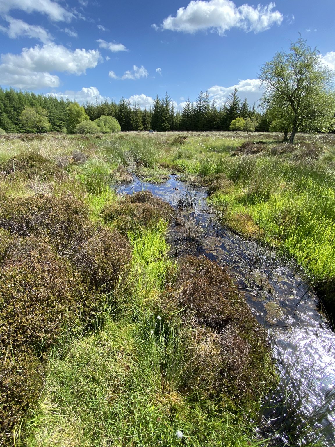 Beam Suntory partners with RSPB Scotland to launch phase II of $4m ...