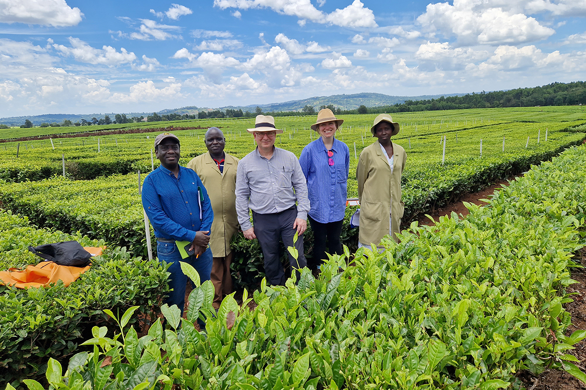 LIPTON Teas and Infusions starts advanced climate change field trials ...