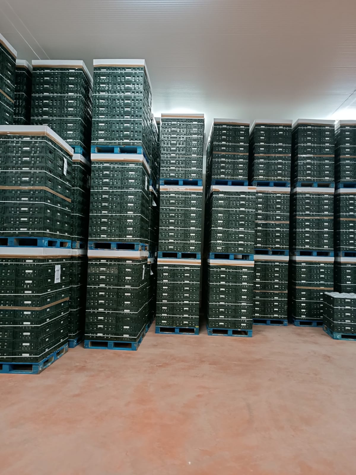 Transforming grape storage and sustainability - Inside Sustainability