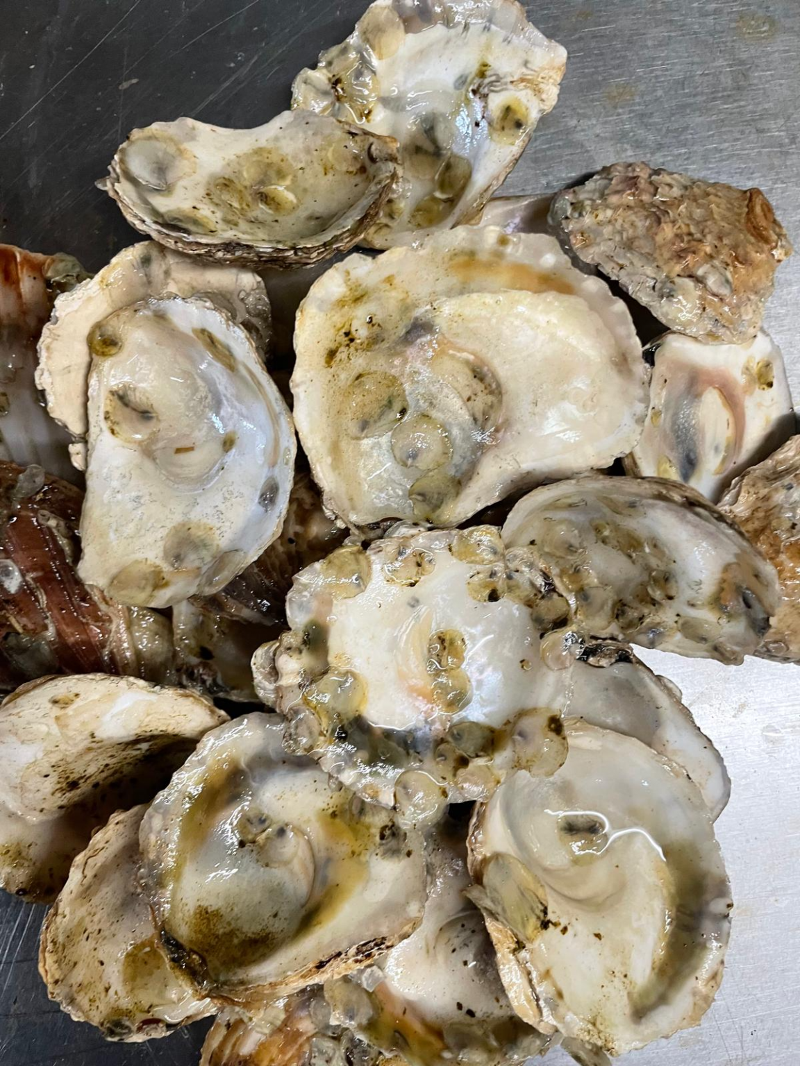 Feasibility project for native oyster restoration - Inside Sustainability